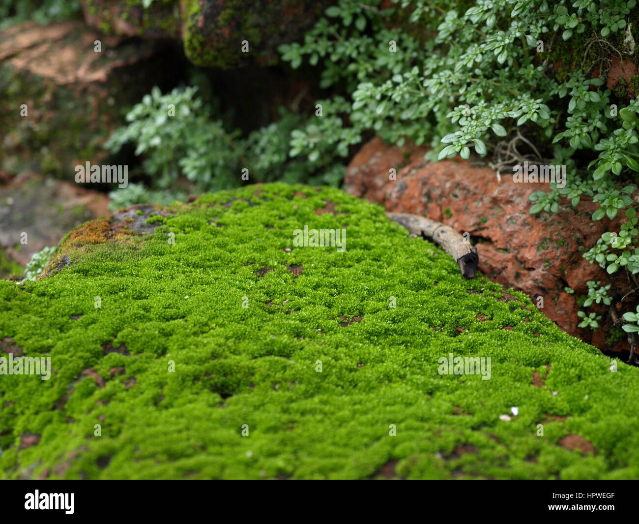 Beautiful stone with green moss and green leaf in nature Stock Photo ...