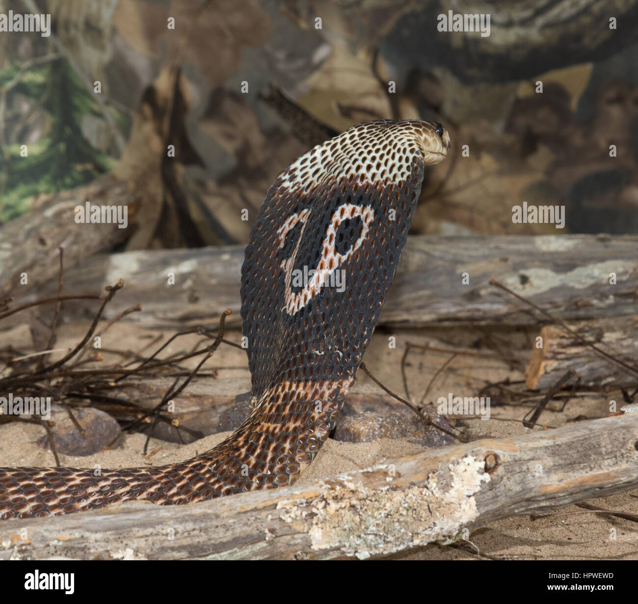 Indian Cobra / Spectacled Cobra (Naja naja Stock Photo - Alamy