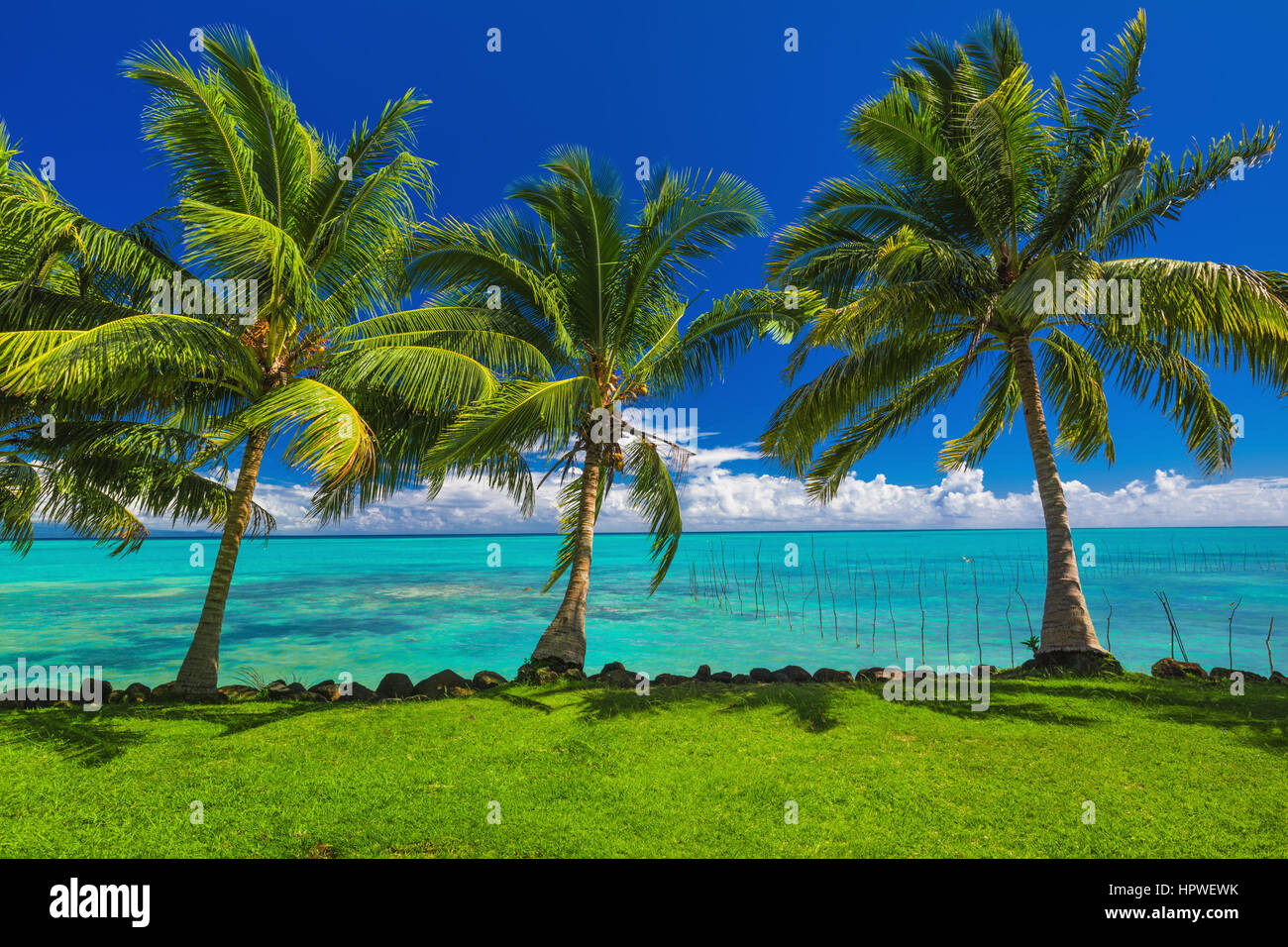 Vibrant tropical beach with grass and palm trees Stock Photo - Alamy