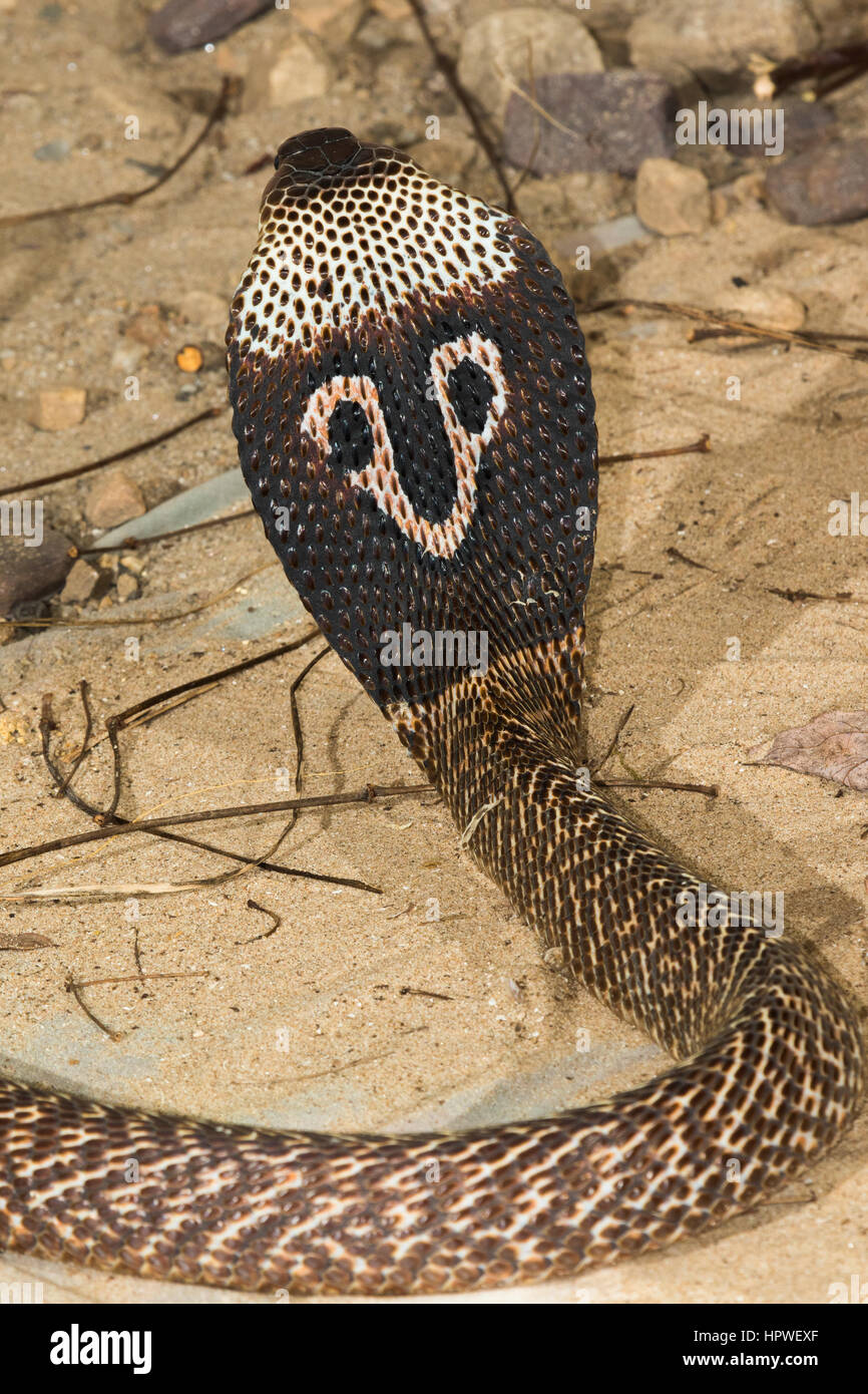 Indian Cobra / Spectacled Cobra (Naja naja Stock Photo - Alamy