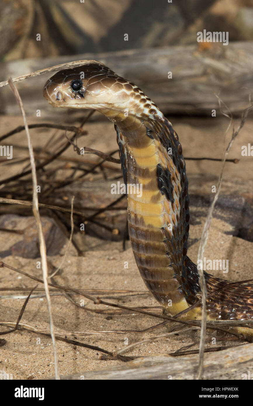 Indian cobra hi-res stock photography and images - Alamy