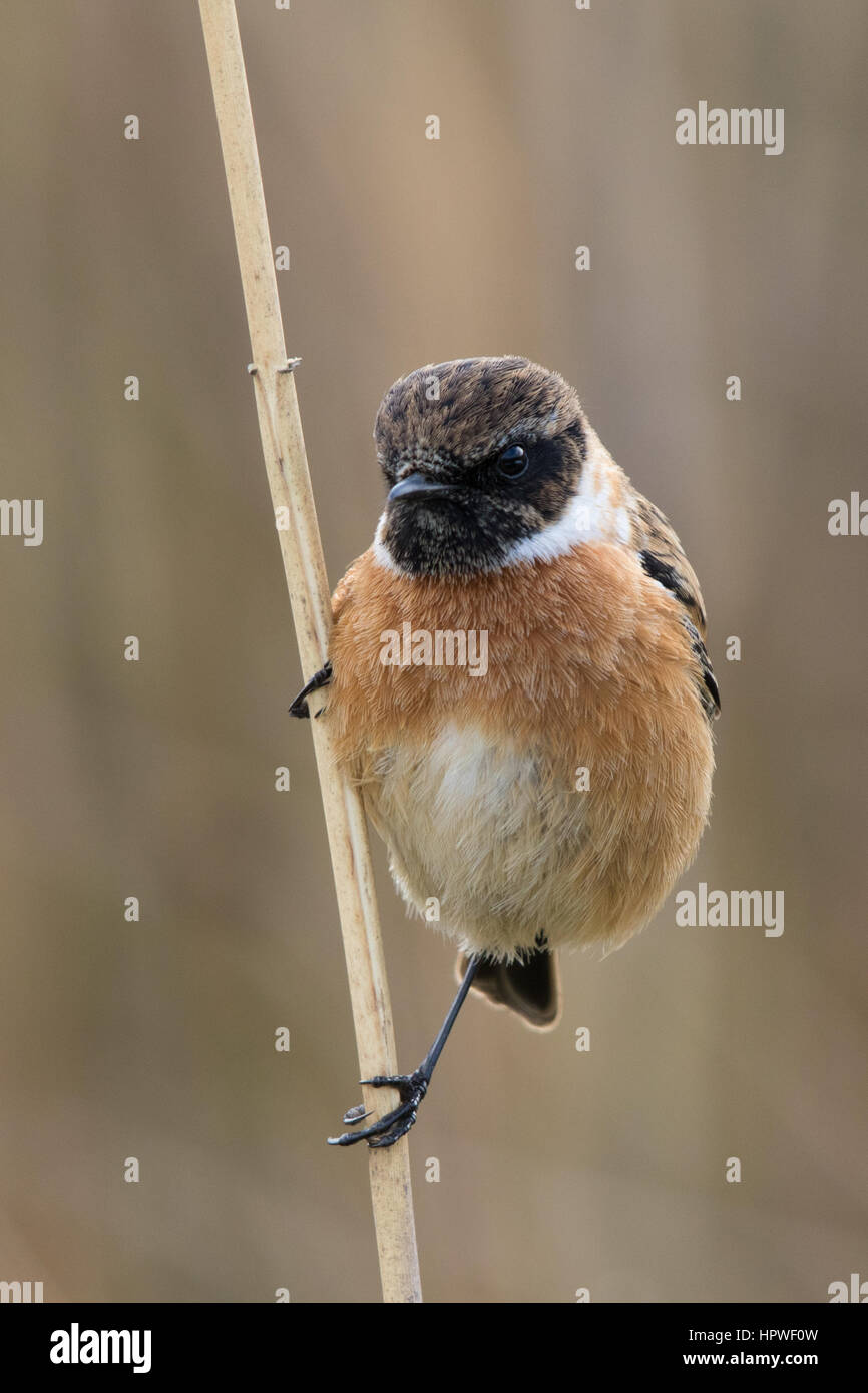 non-breeding male Common Stonechat (Saxicola torquatus hibernans Stock ...