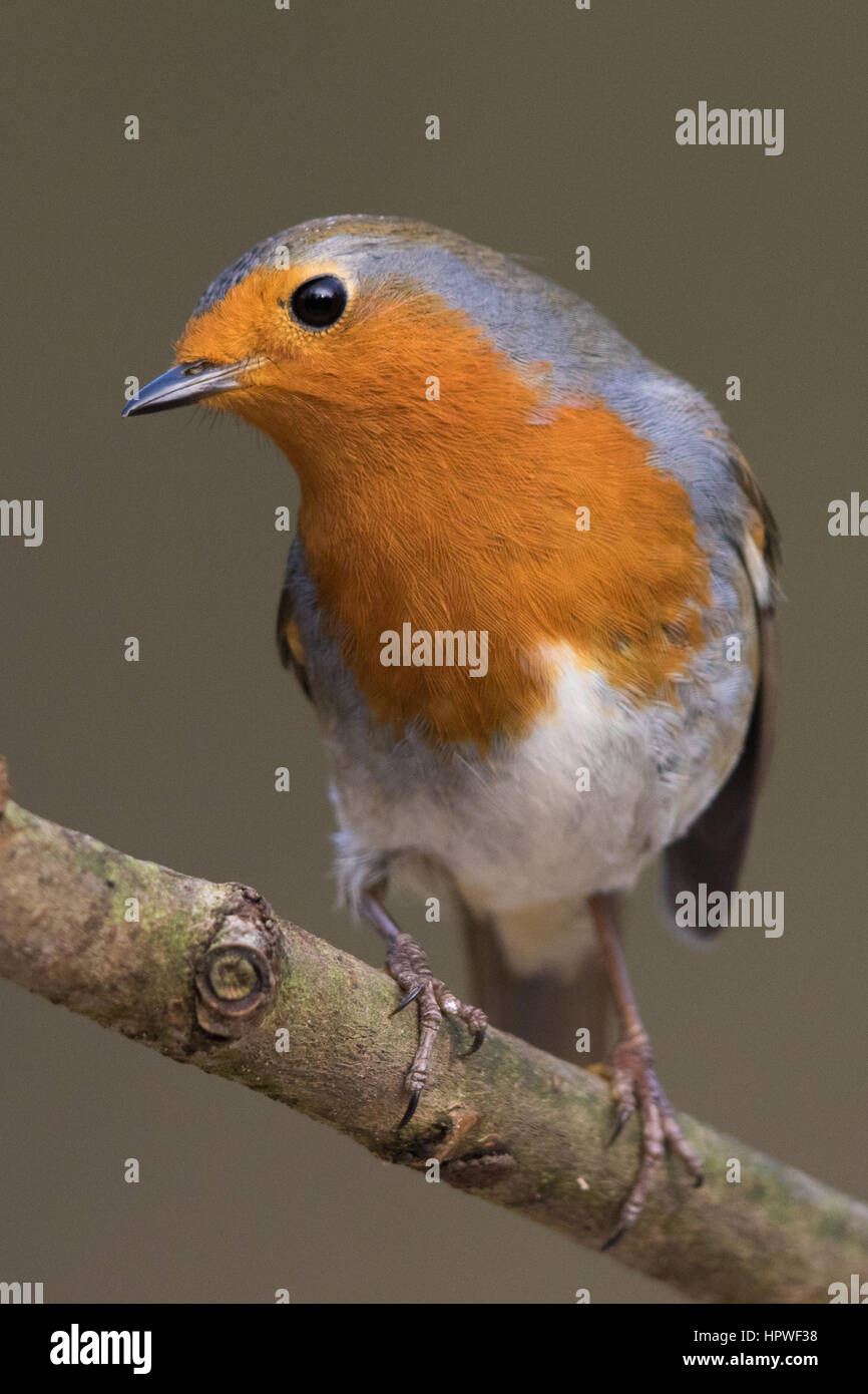 European Robin (Erithacus rubecula Stock Photo - Alamy