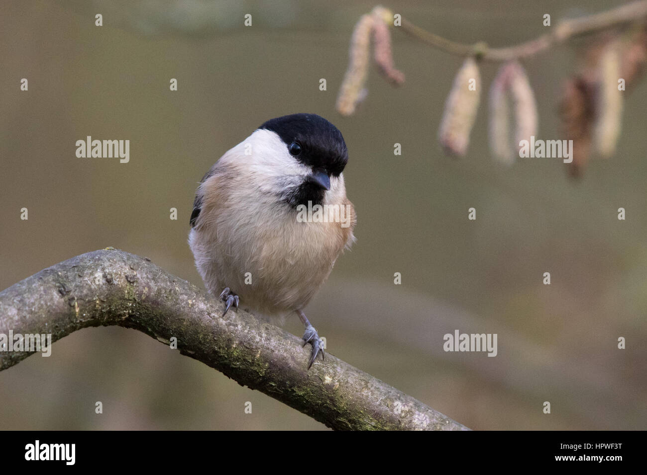 Willow Tit (Poecile montanus Stock Photo - Alamy