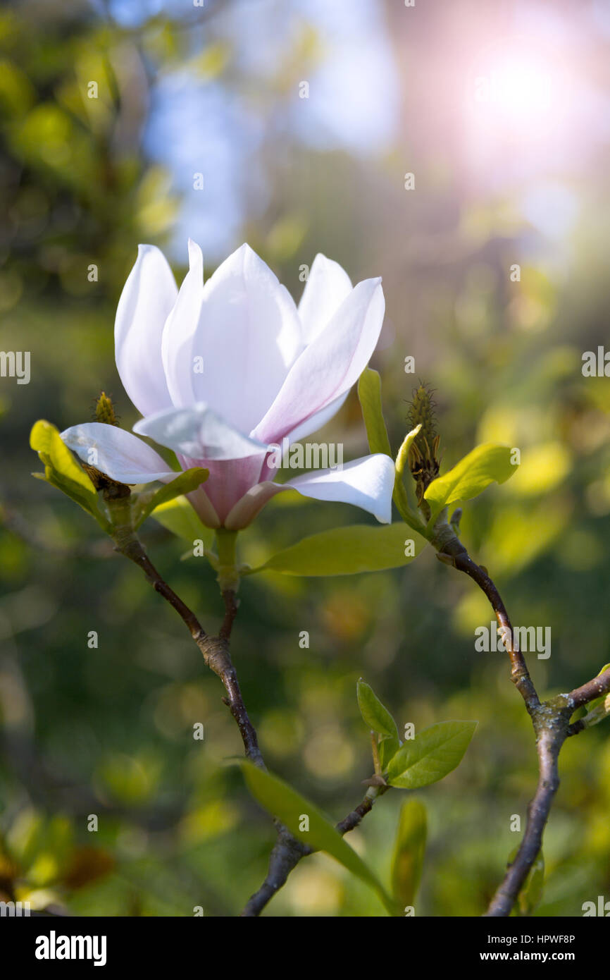 blossoming of magnolia trees during spring,flowers of pink magnolia ...