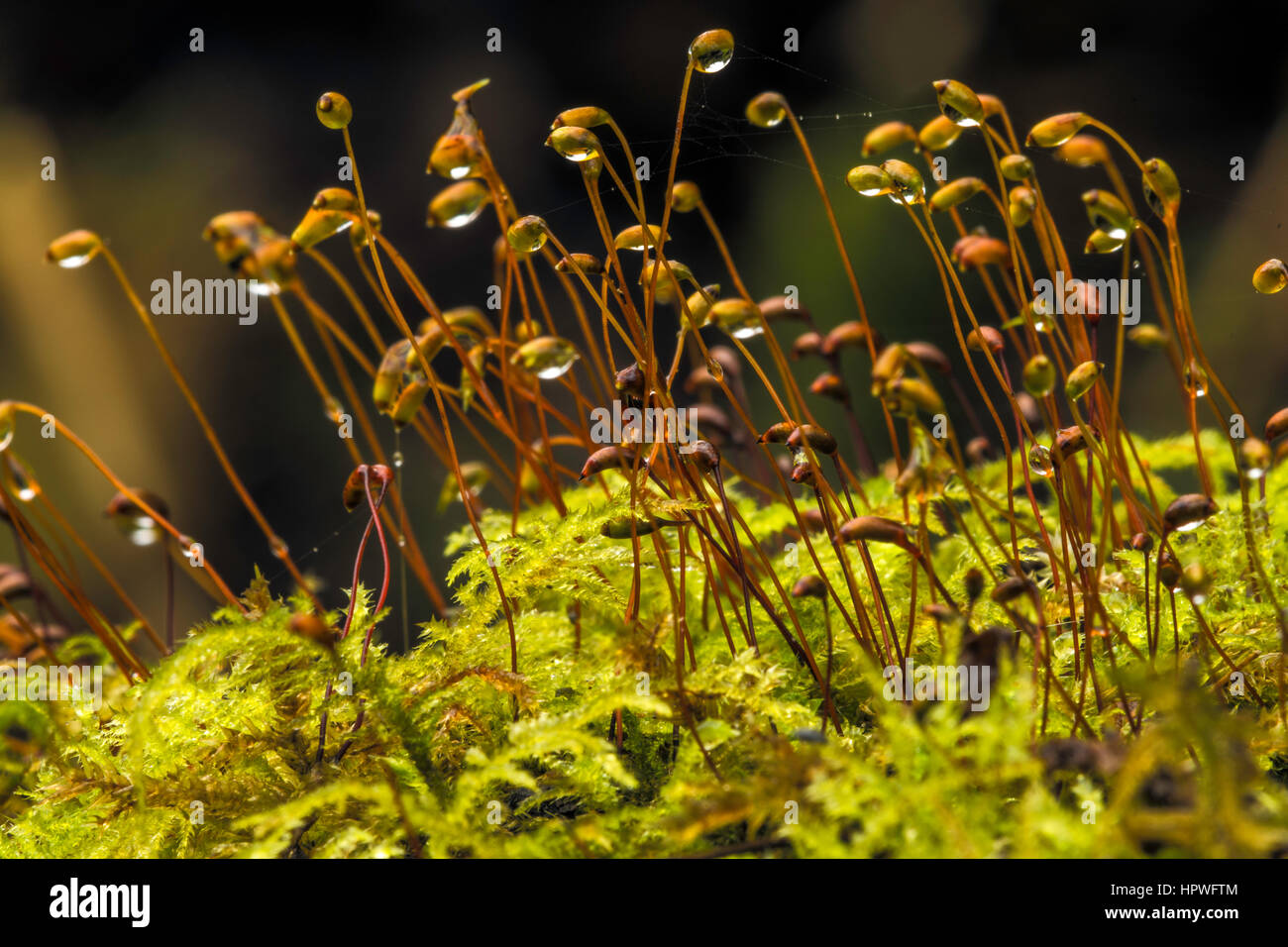 Seed heads on moss hi-res stock photography and images - Alamy