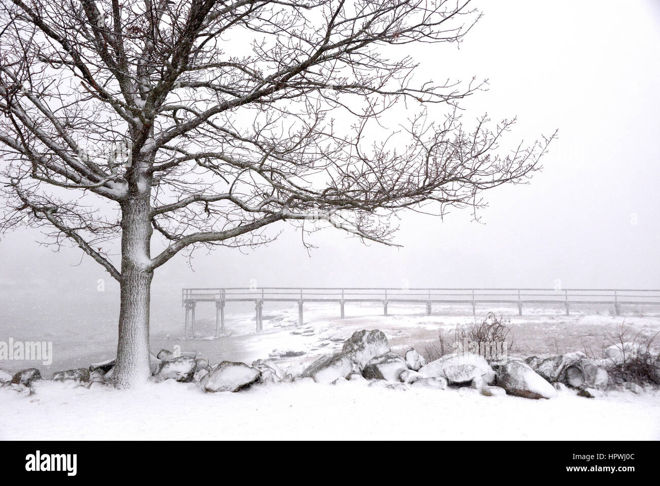 Tree in a blizzard with whiteout bay behind Stock Photo - Alamy