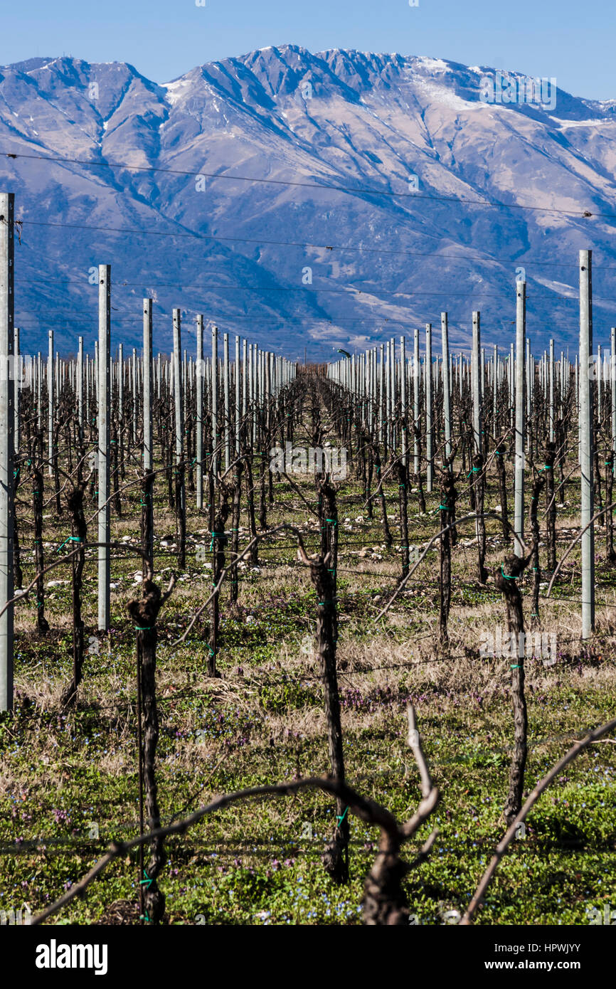 Grape plants field Stock Photo - Alamy