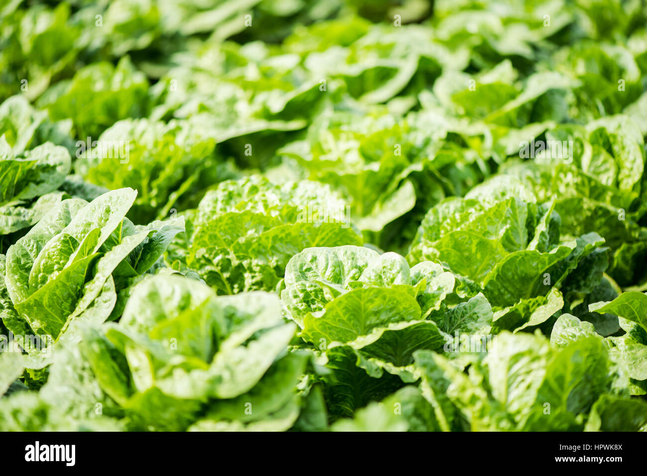 Green vegetables growing in field, farming and local produce concept ...