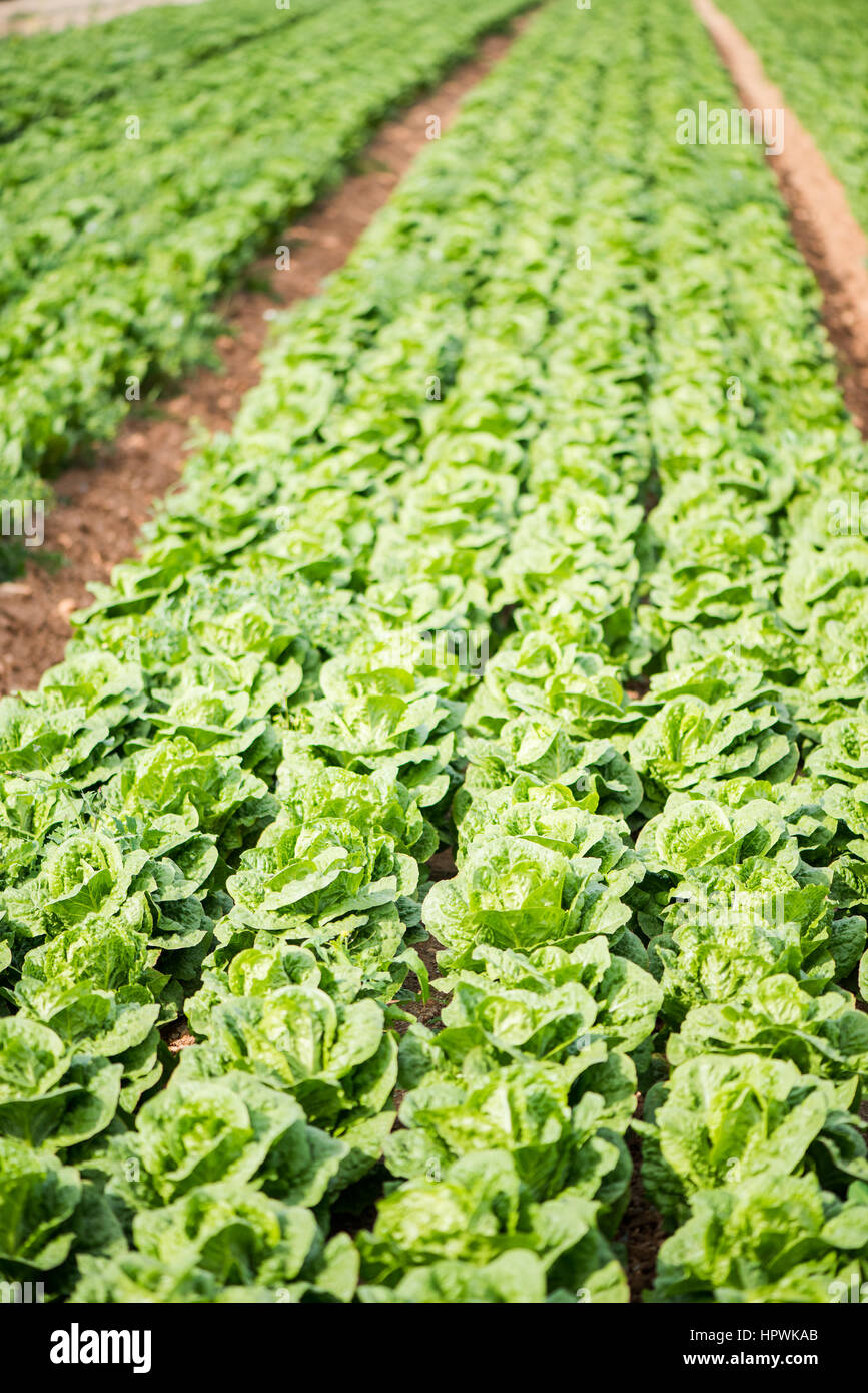 Green vegetables growing in field, farming and local produce concept ...