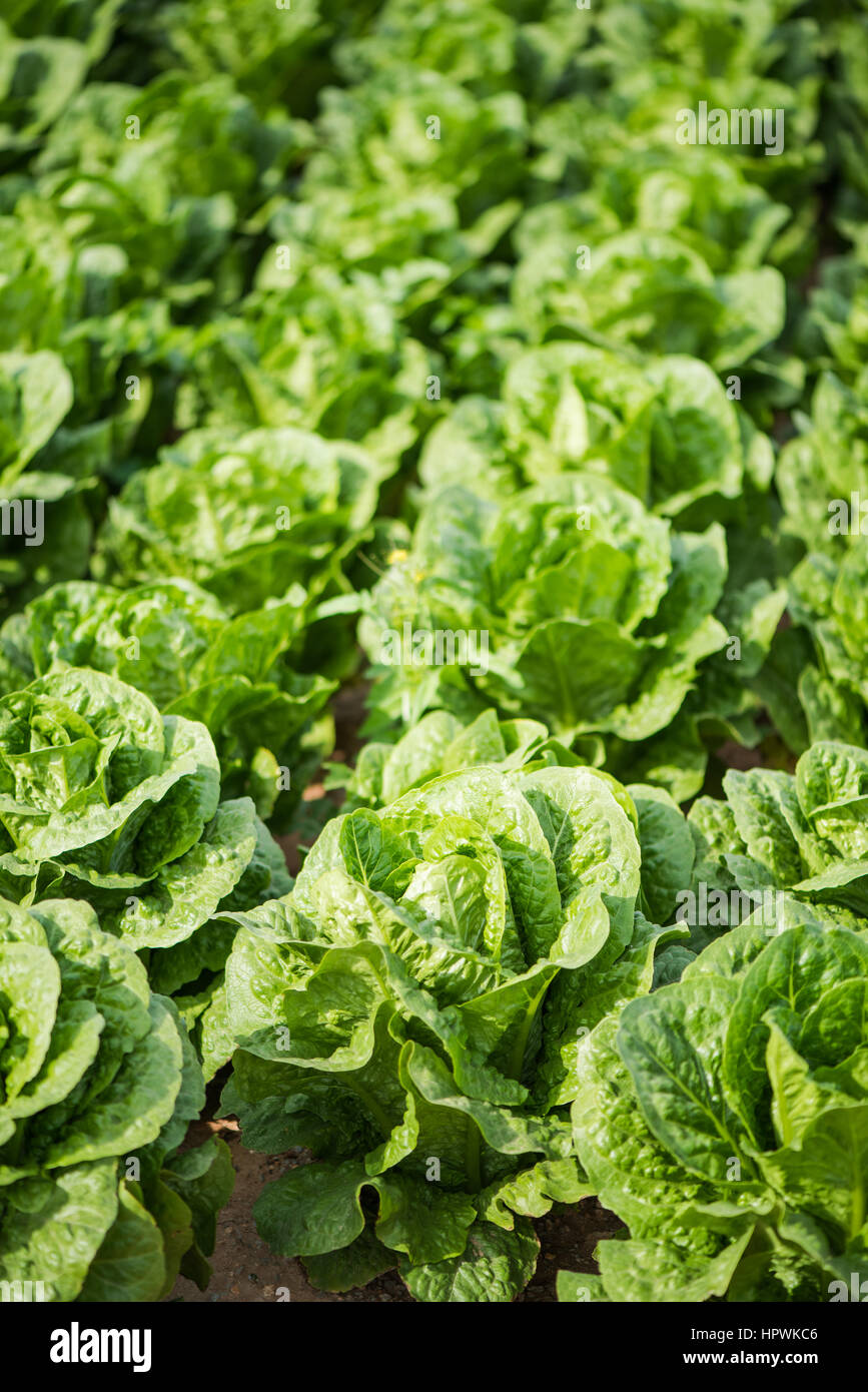 Green vegetables growing in field, farming and local produce concept ...