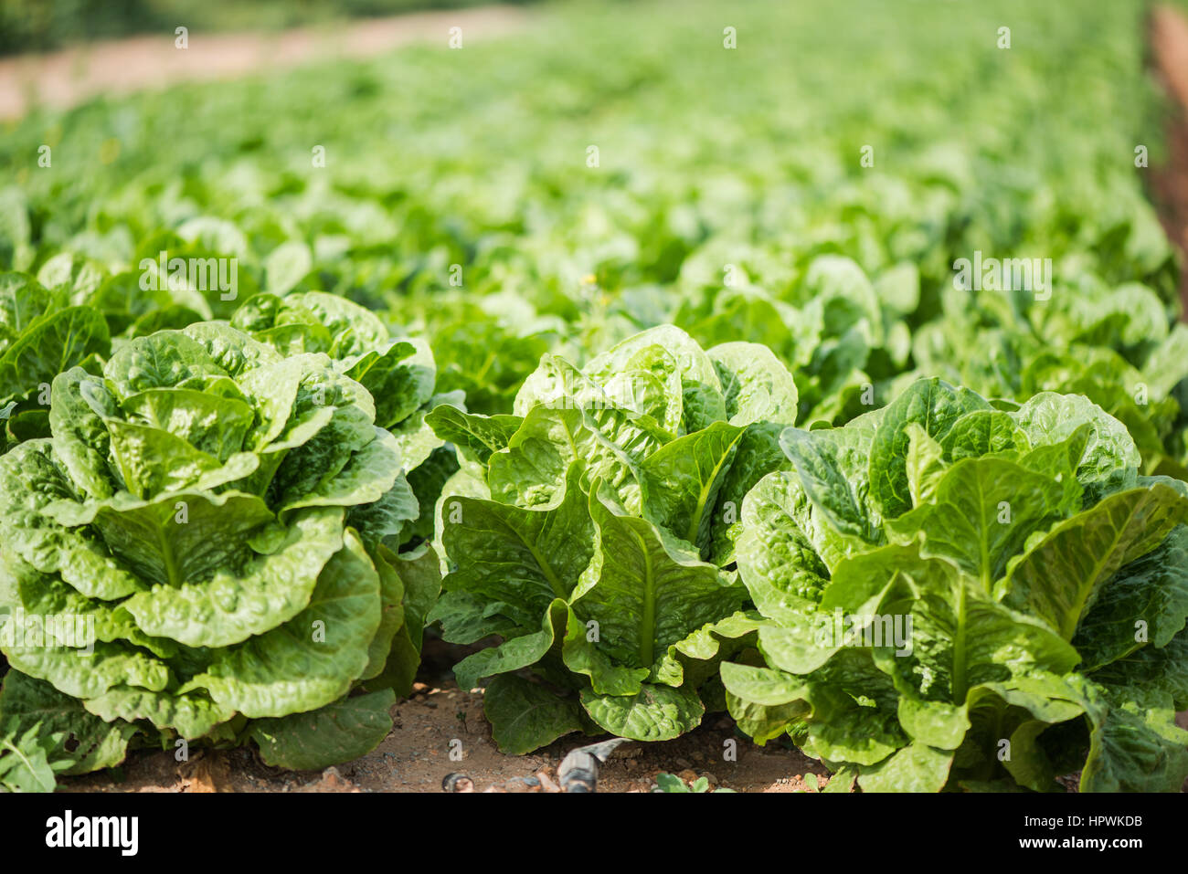 Green vegetables growing in field, farming and local produce concept ...