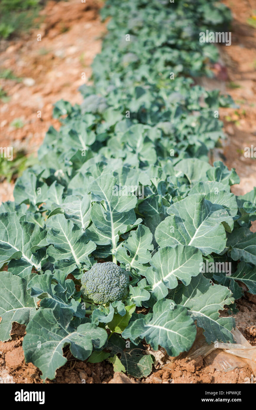 Green vegetables growing in field, farming and local produce concept ...