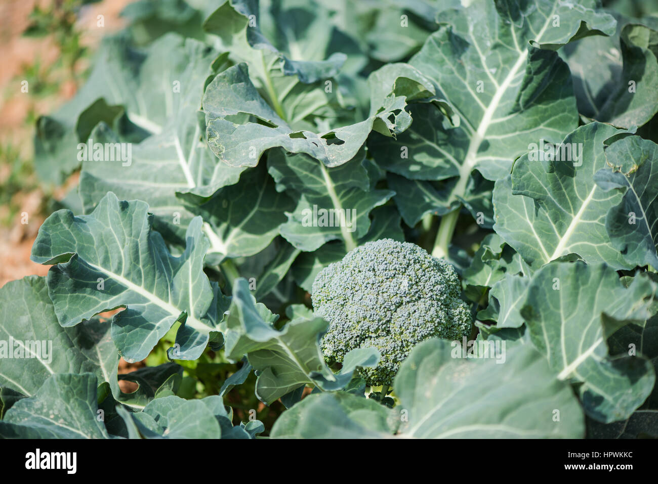 Green vegetables growing in field, farming and local produce concept ...