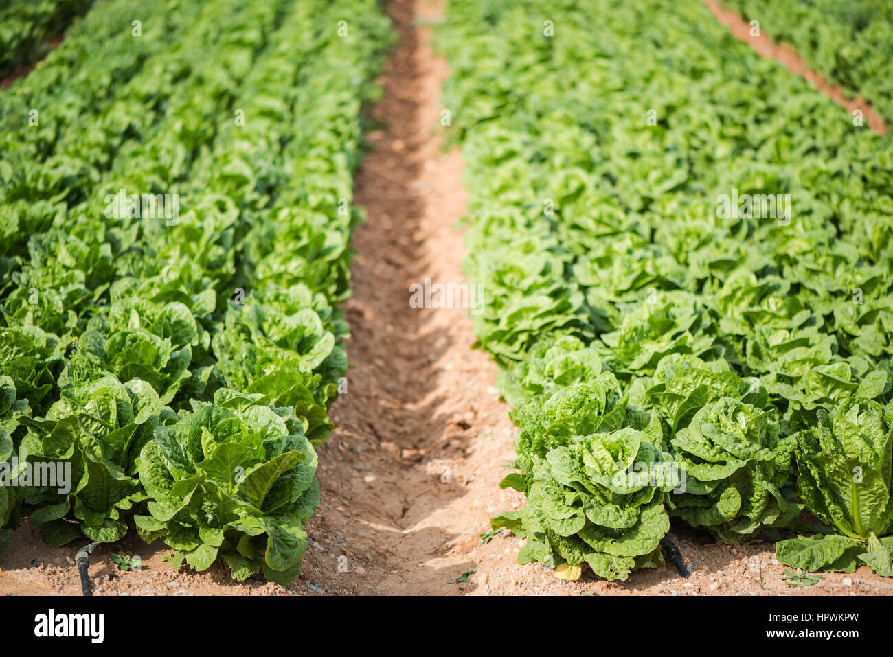 Green vegetables growing in field, farming and local produce concept ...
