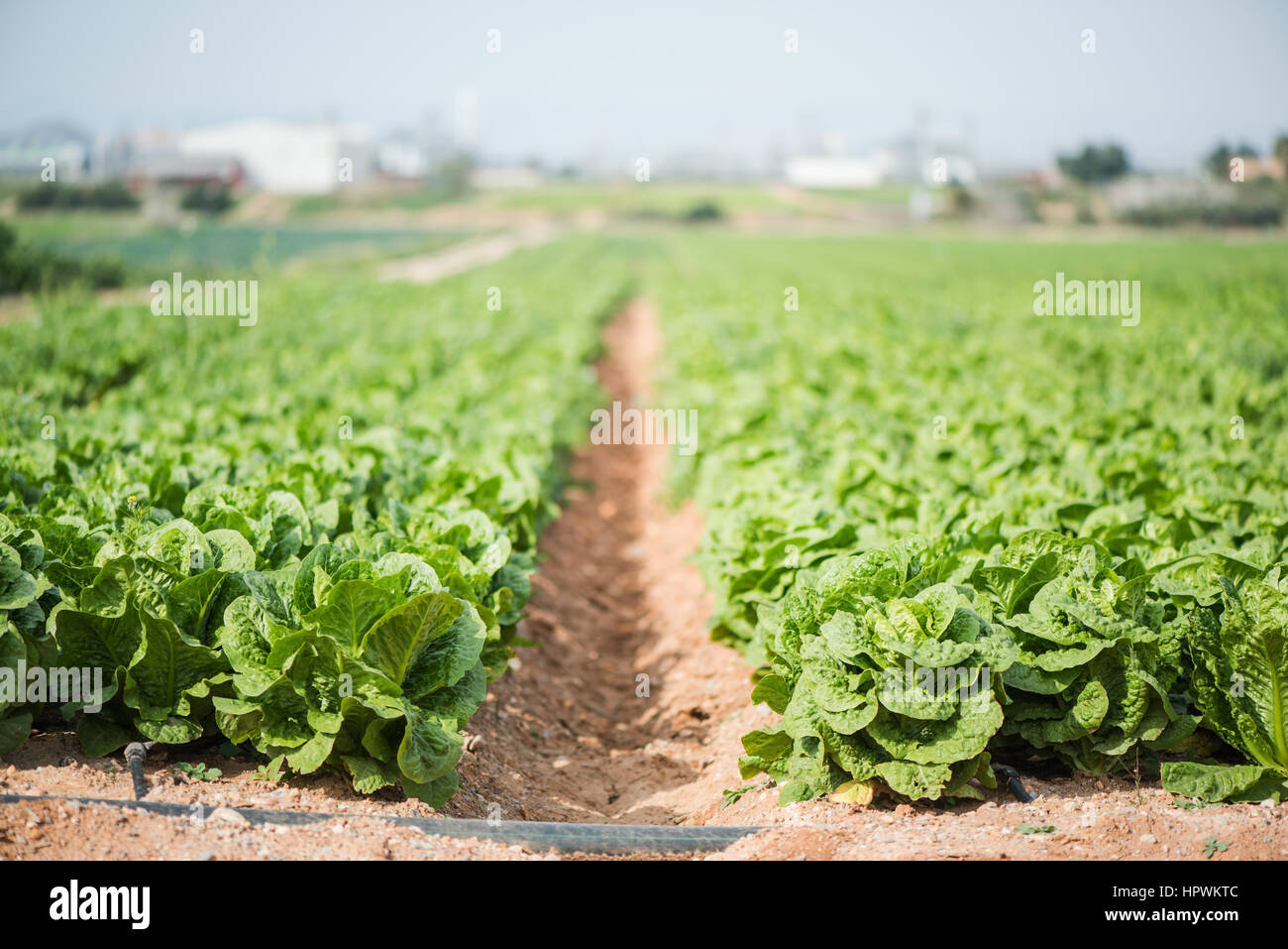 Green vegetables growing in field, farming and local produce concept ...