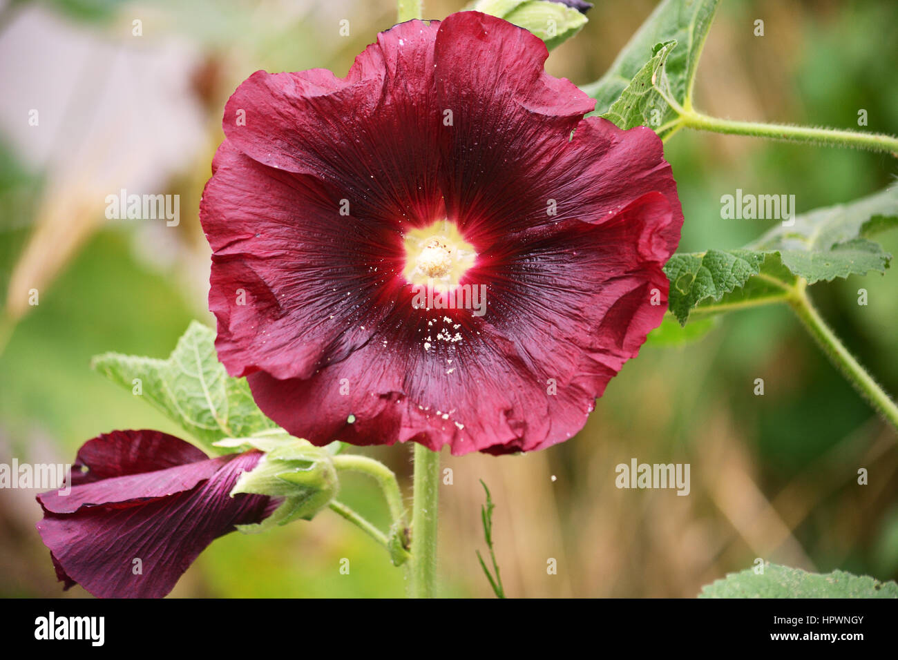 Hollyhock hi-res stock photography and images - Alamy