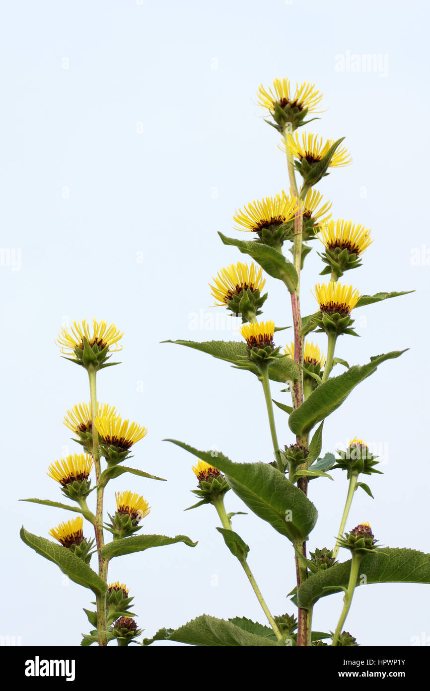 Inula Racemosa High Resolution Stock Photography and Images - Alamy