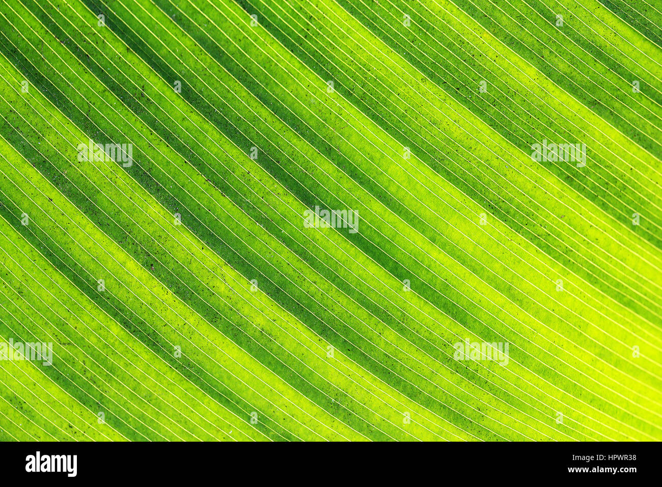 Beautiful green leaf photographed in close up Stock Photo - Alamy