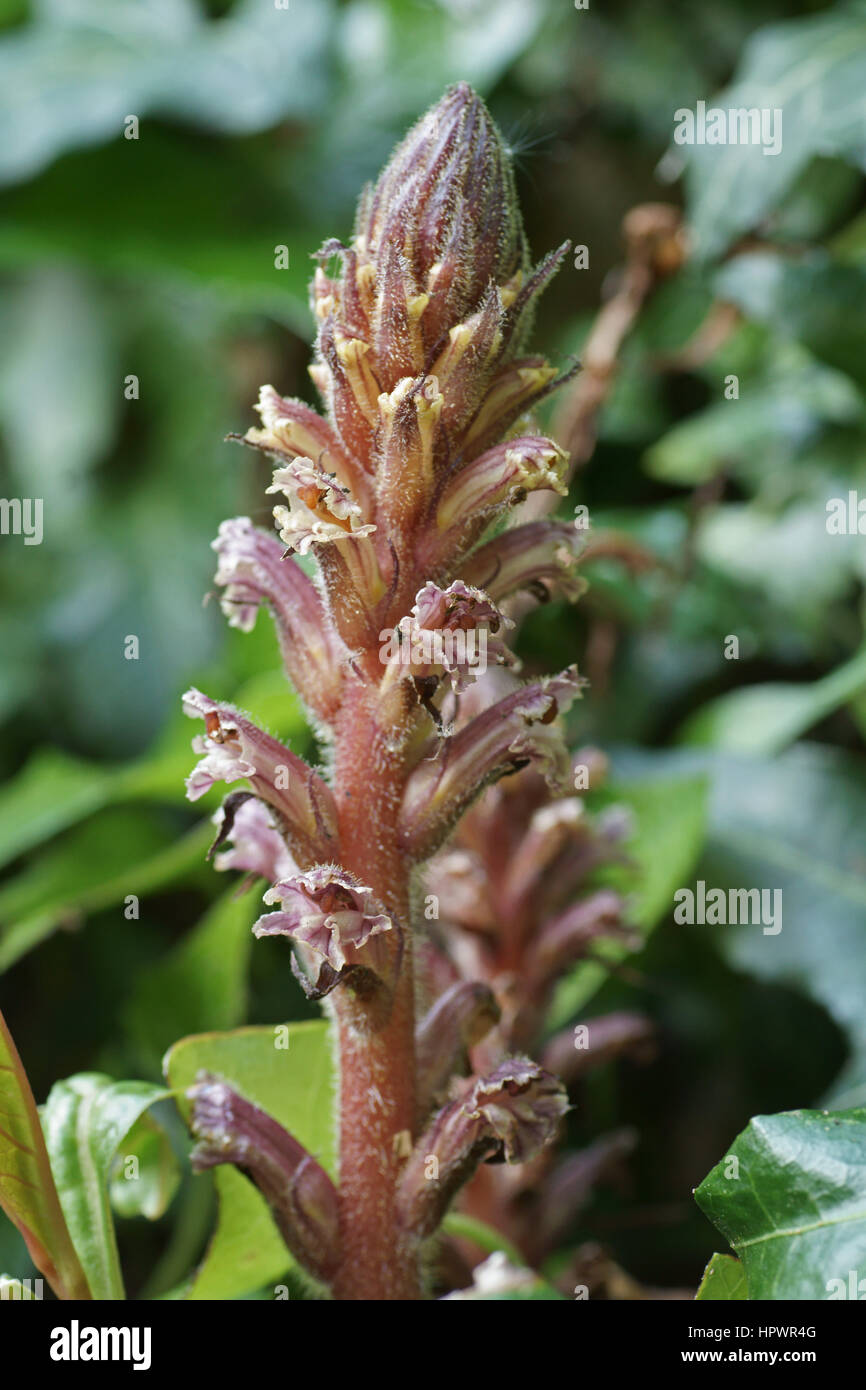 Broomrape uk hi-res stock photography and images - Alamy