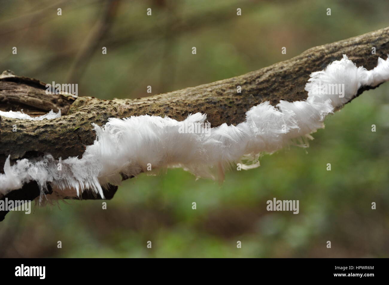 Frost flower hi-res stock photography and images - Alamy