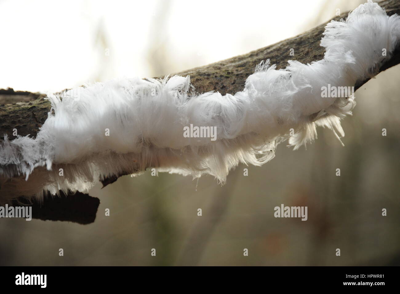 Frost flower hi-res stock photography and images - Alamy