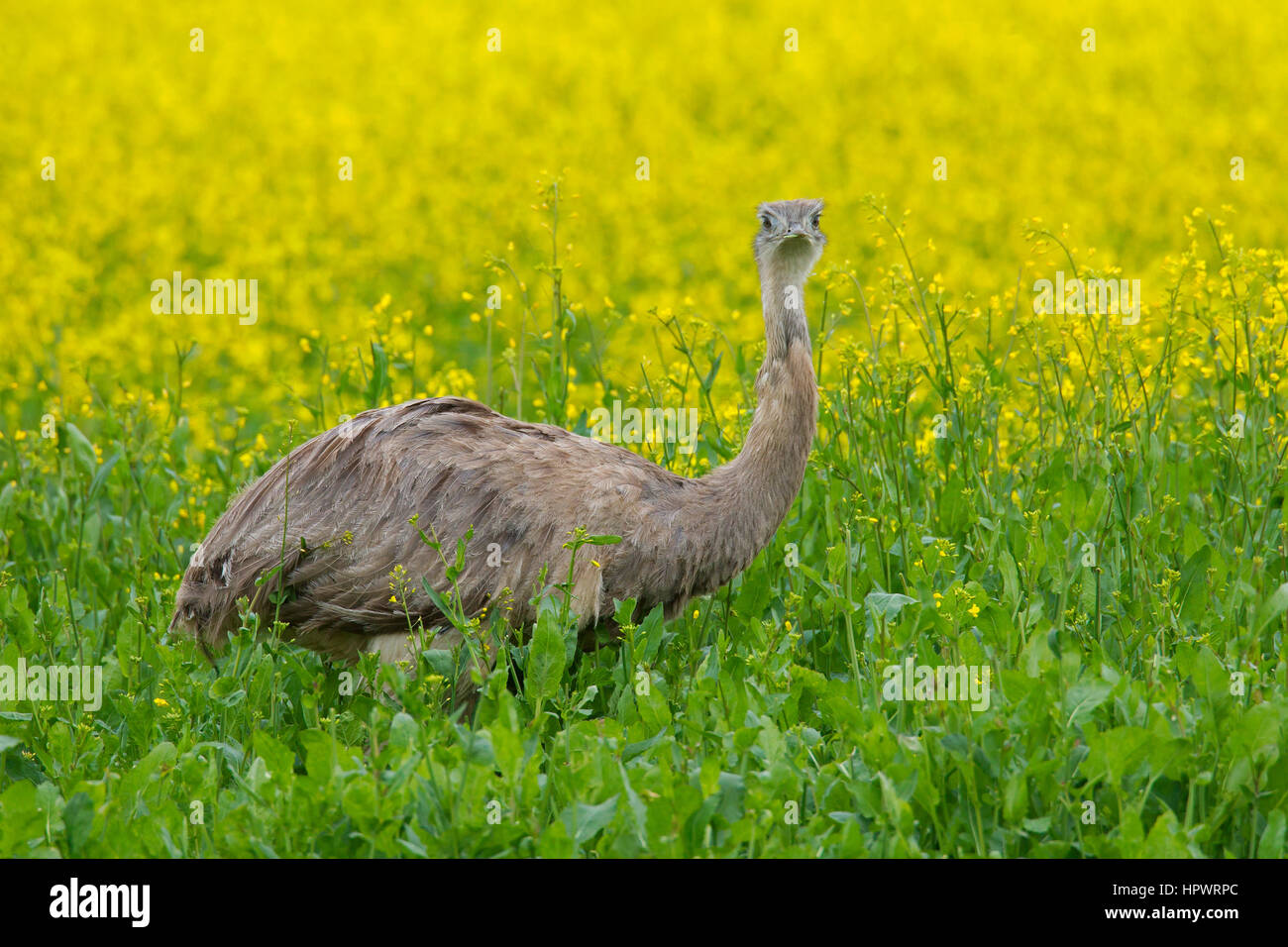 Greater rhea / American rhea / ñandú (Rhea americana), flightless bird ...