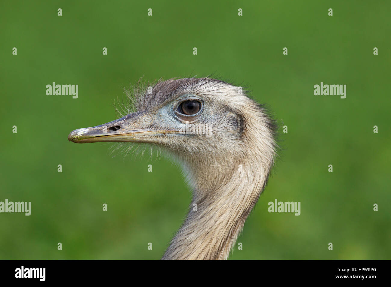 Greater rhea / American rhea / ñandú (Rhea americana), flightless bird ...