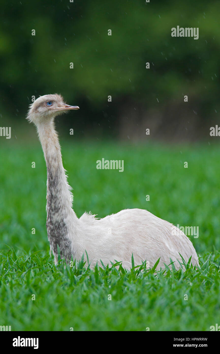 Leucistic bird hi-res stock photography and images - Alamy