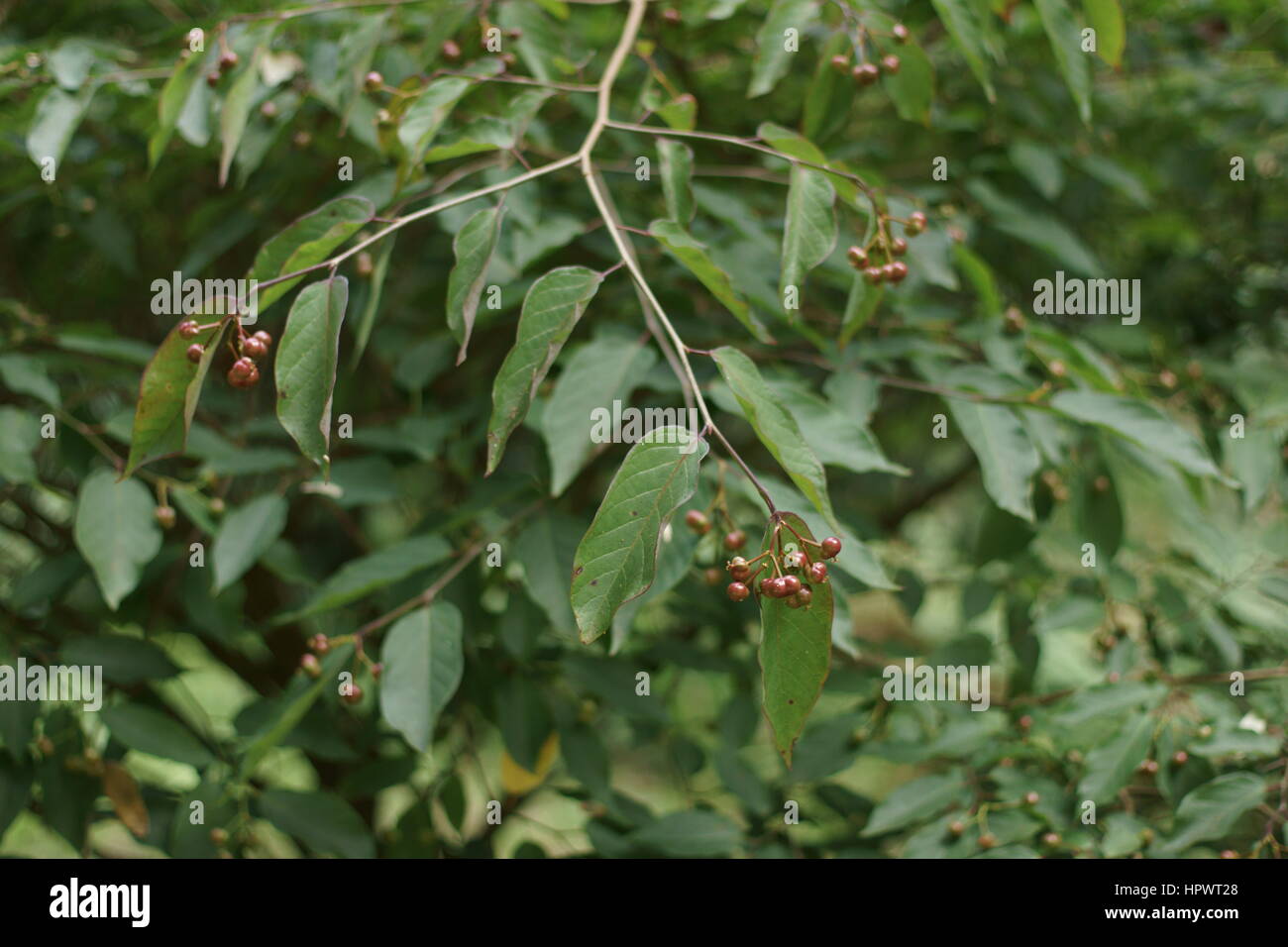 Japanese tallow tree hi-res stock photography and images - Alamy
