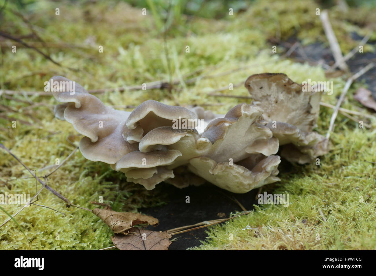 Pseudohydnum gelatinosum hi-res stock photography and images - Alamy