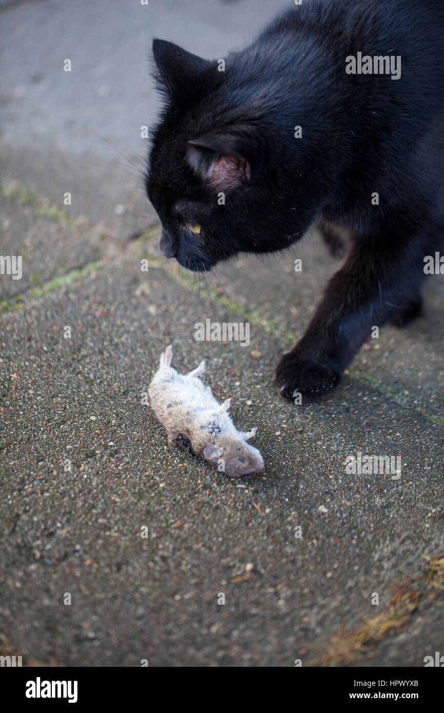 Black Cat Eating Mouse