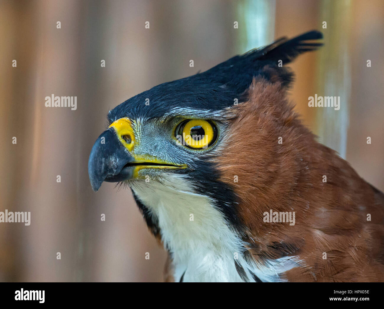 Spizaetus ornatus hi-res stock photography and images - Alamy