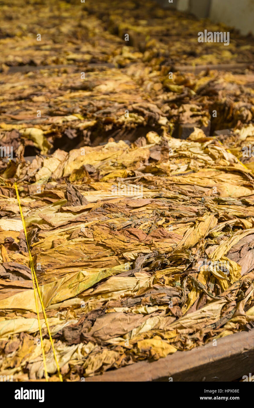 Tobacco curing process hi-res stock photography and images - Alamy
