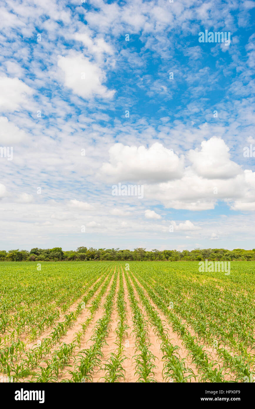Farmer crop zimbabwe hi-res stock photography and images - Alamy