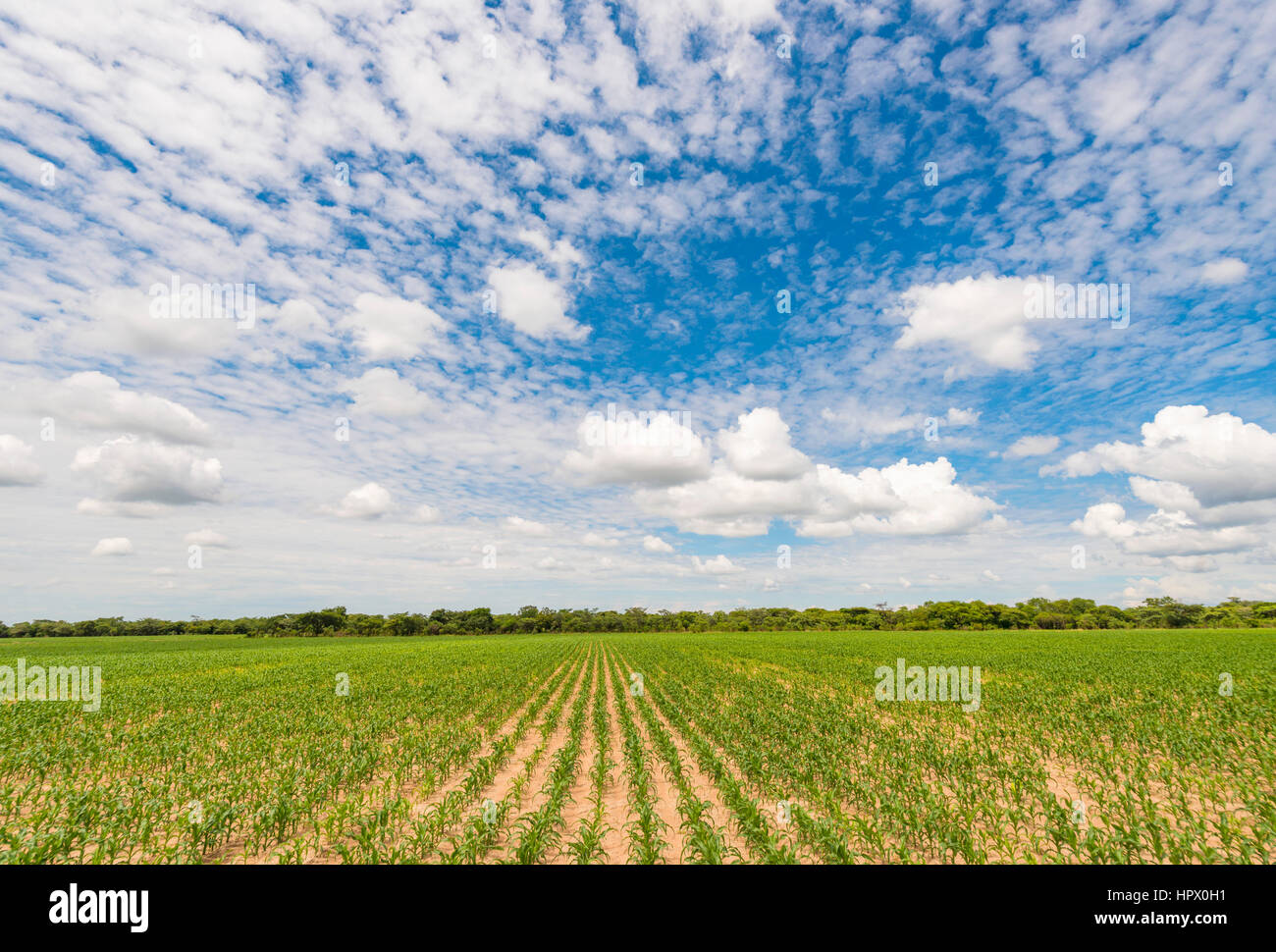 A commercial maize crop in Zimbabwe's Harare South Province Stock Photo ...