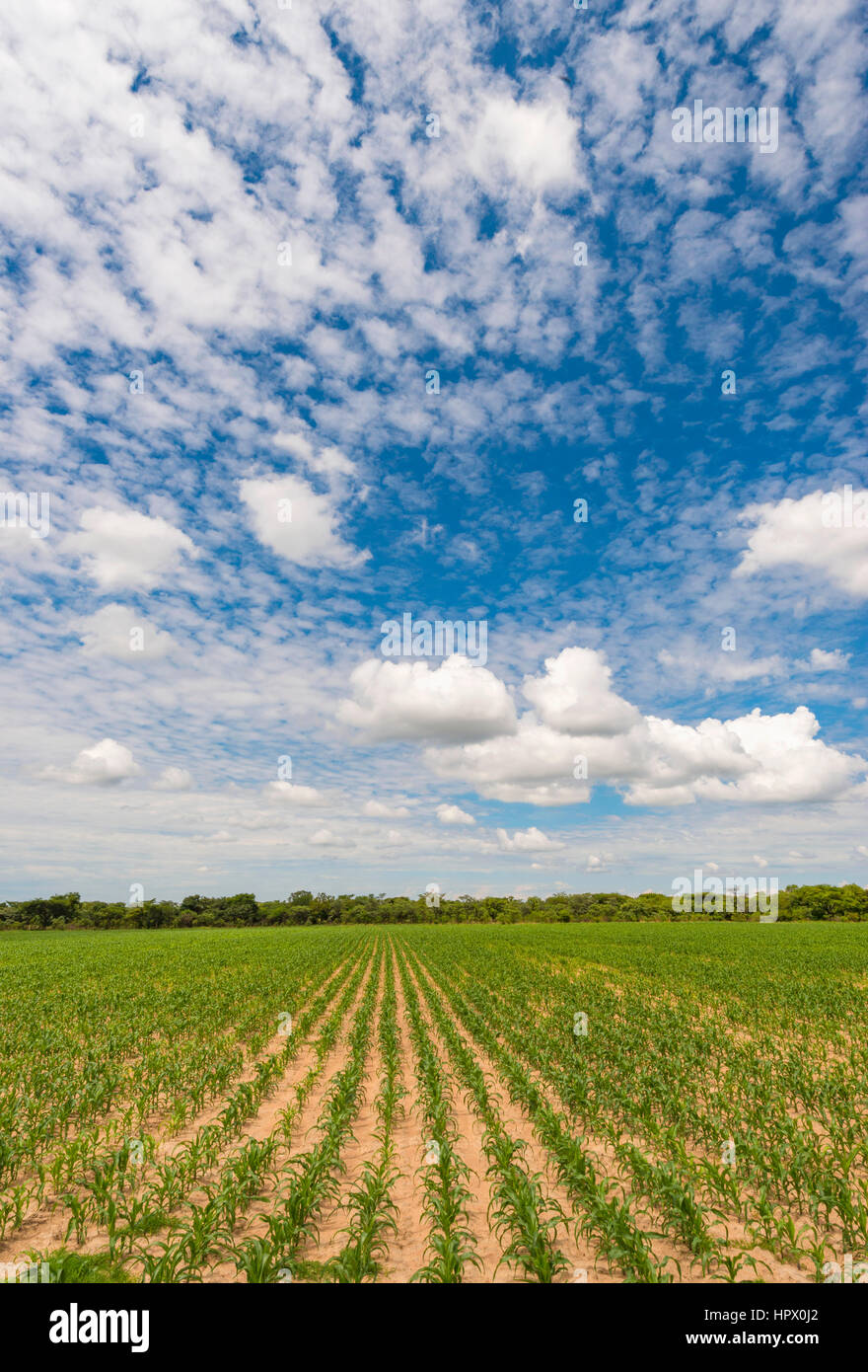 A commercial maize crop in Zimbabwe's Harare South Province Stock Photo ...