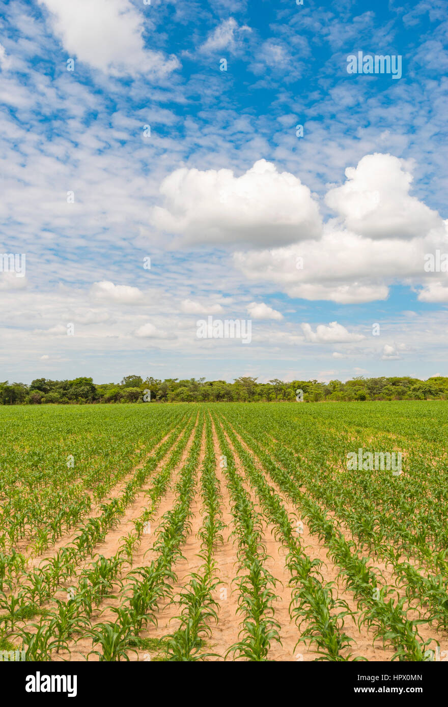 Maize crop commercial agriculture zimbabwe hi-res stock photography and ...