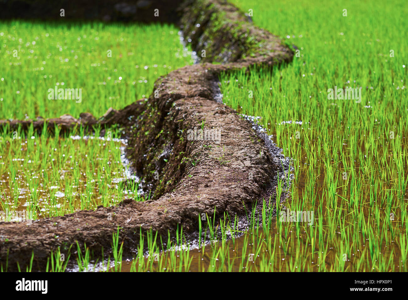 Rice Terrace Close Up in the Philippines Stock Photo - Alamy