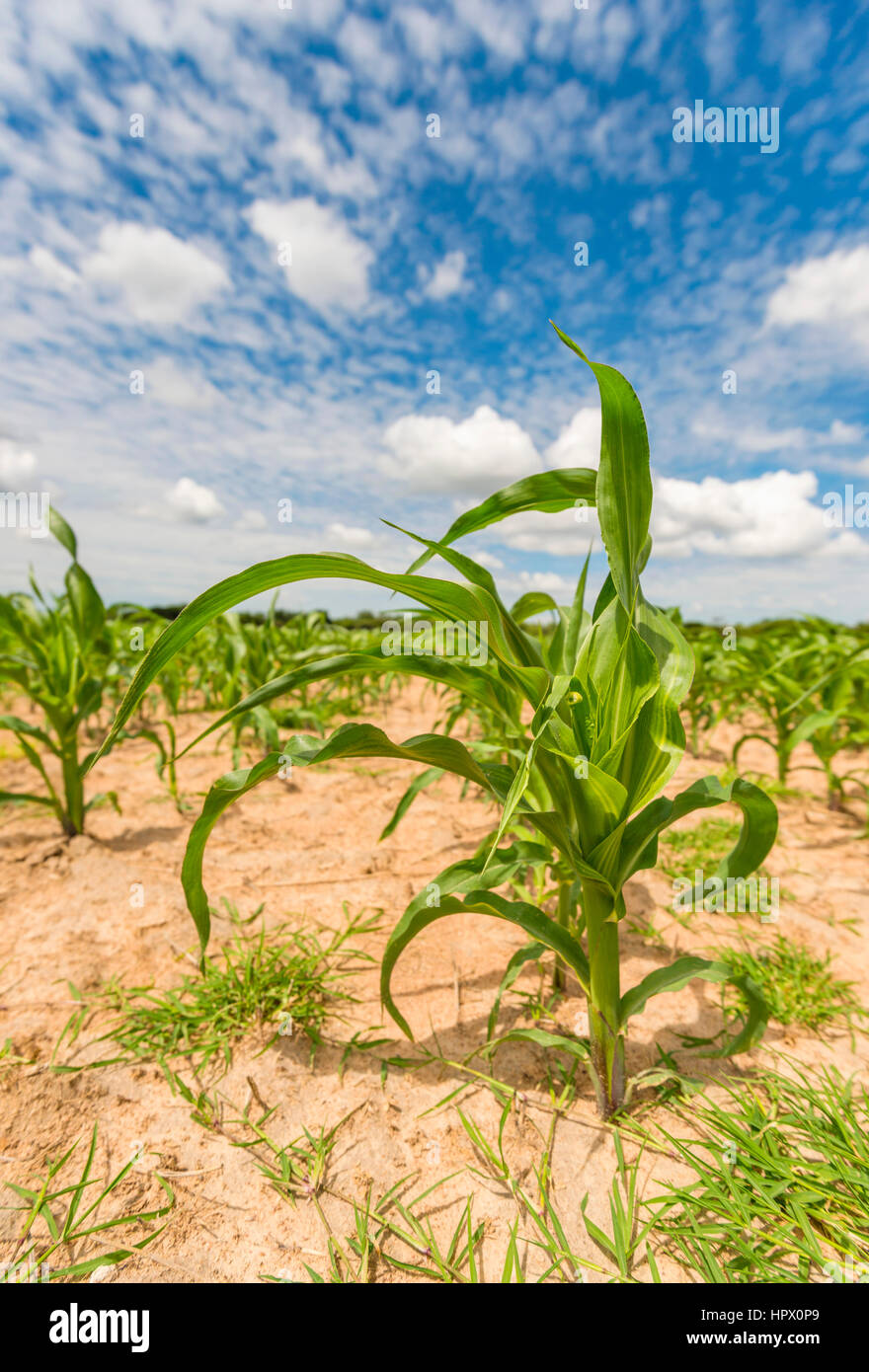 A commercial maize crop in Zimbabwe's Harare South Province Stock Photo ...