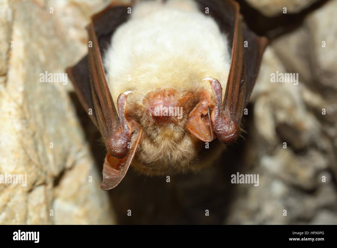Lesser mouse-eared bat (Myotis myotis Stock Photo - Alamy
