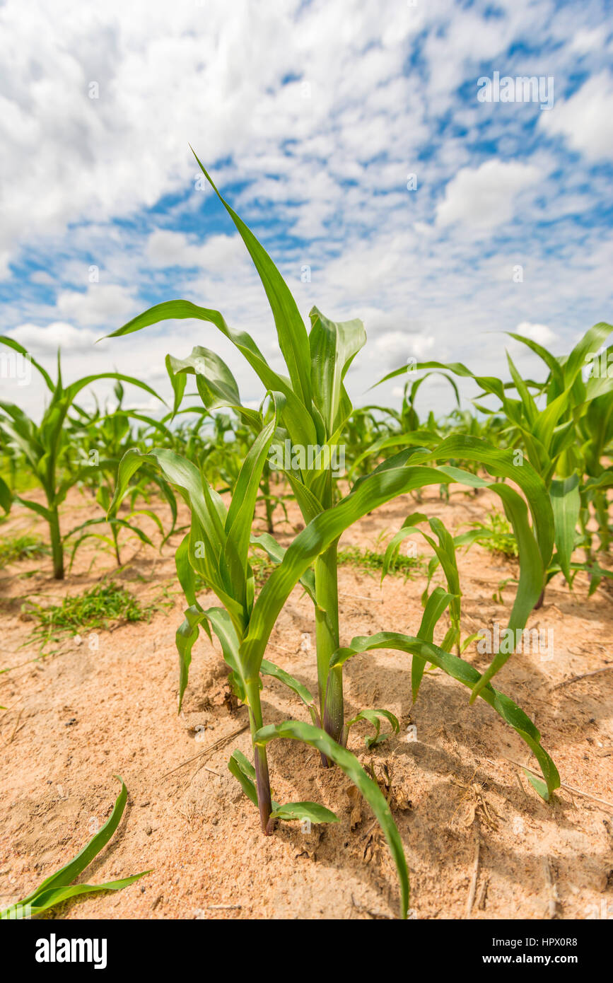 A commercial maize crop in Zimbabwe's Harare South Province Stock Photo ...