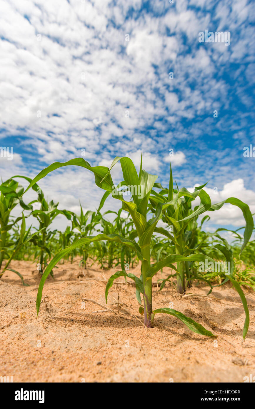 A commercial maize crop in Zimbabwe's Harare South Province Stock Photo ...