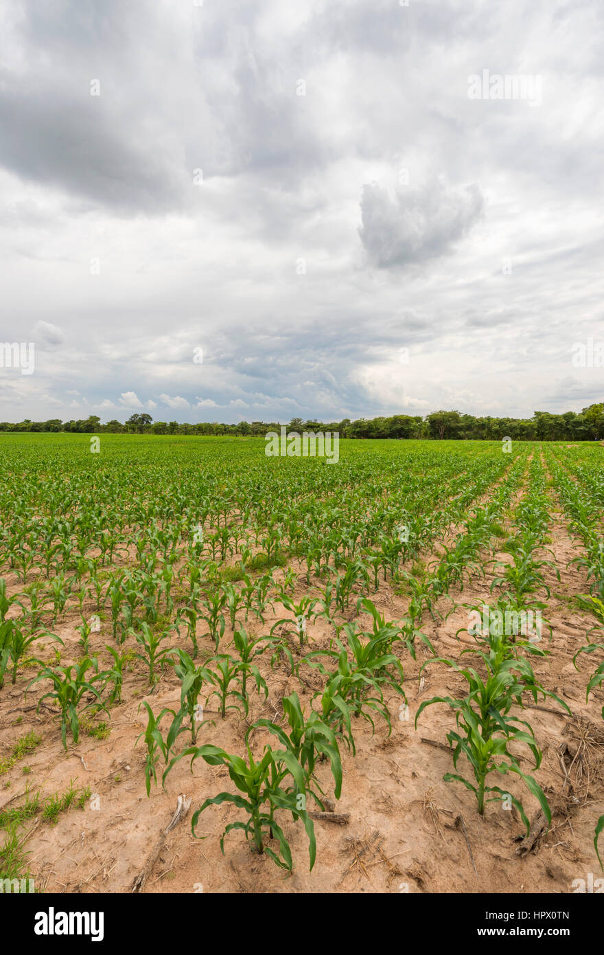 A commercial maize crop in Zimbabwe's Harare South Province Stock Photo ...