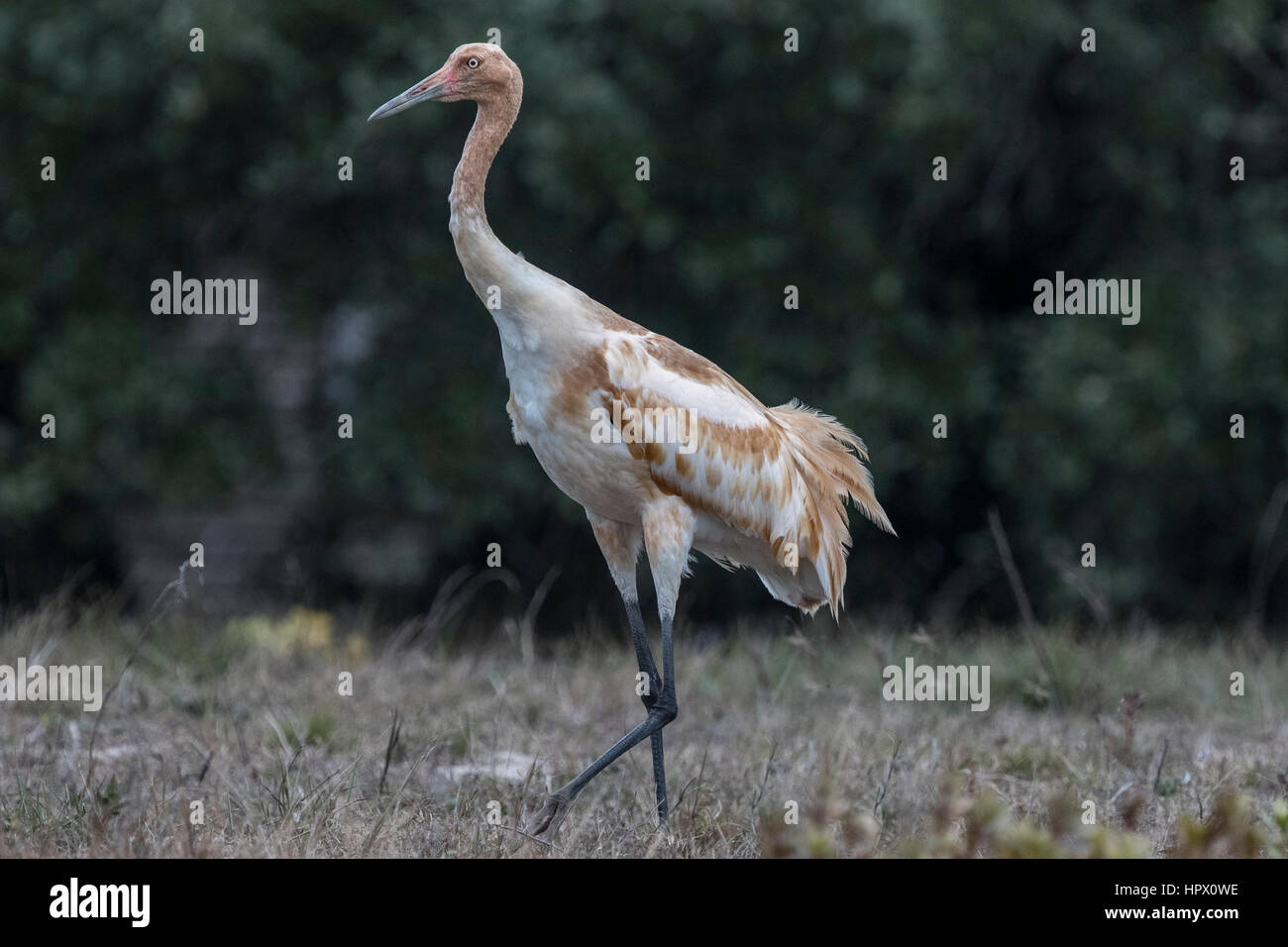 Large crane plumage long legs feathers red head hi-res stock ...
