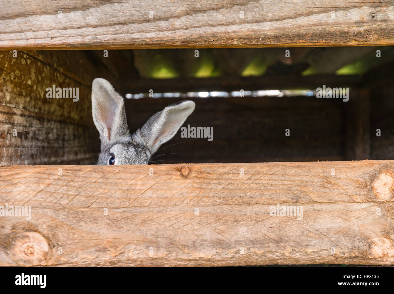 Rabbits in a hutch in Zimbabwe's Eastern Highlands Stock Photo - Alamy