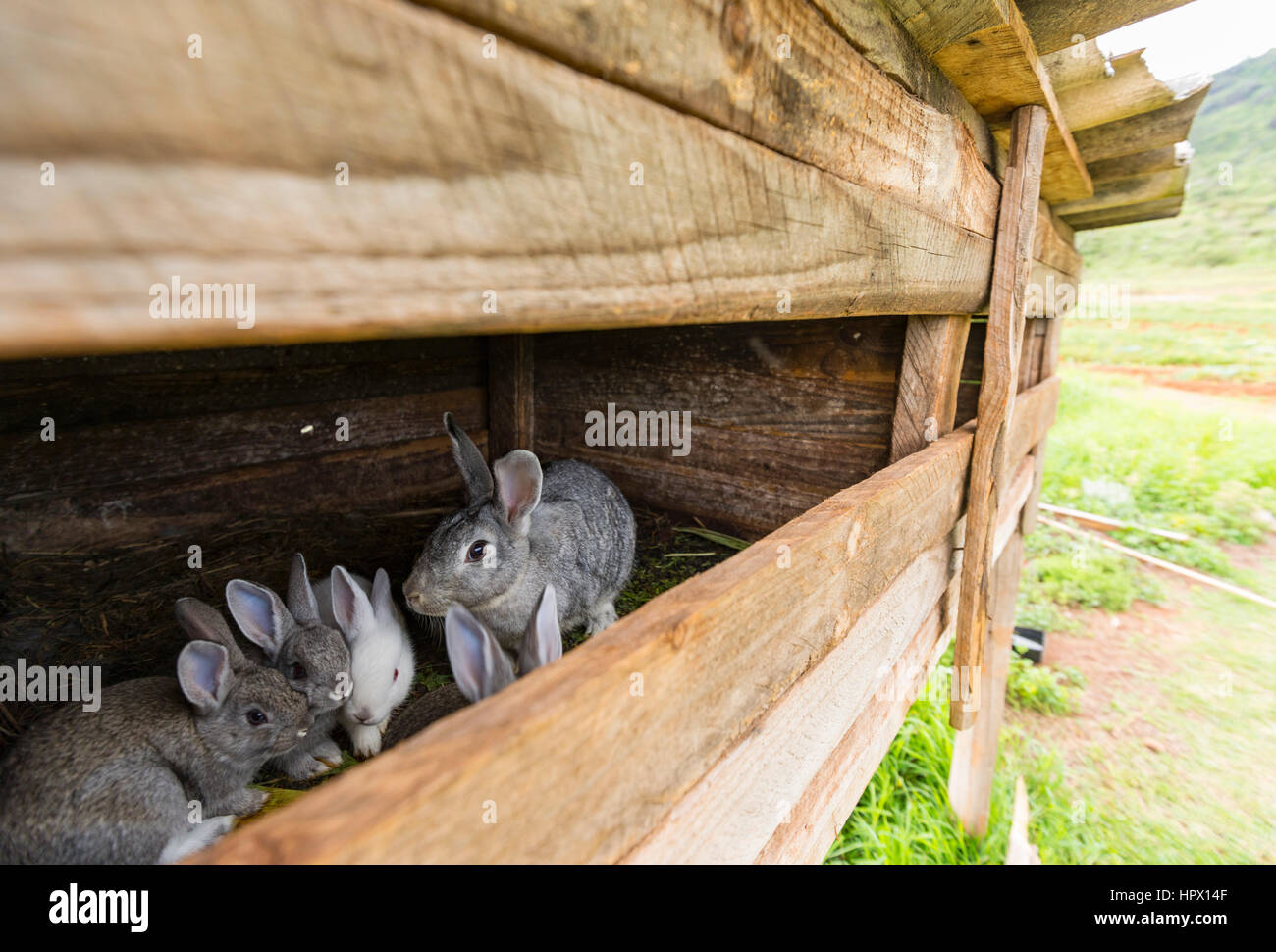 Rabbit breeders rabbit breeding hi-res stock photography and images - Alamy
