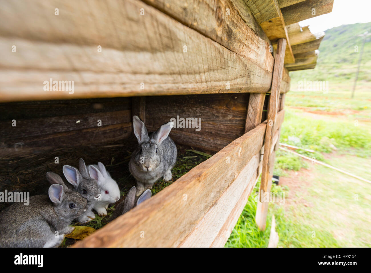 Rabbits in a hutch in Zimbabwe's Eastern Highlands Stock Photo - Alamy