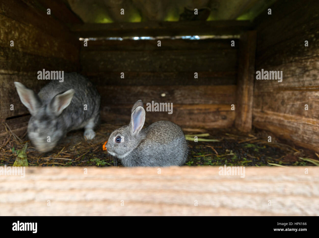 Rabbit breeders rabbit breeding hi-res stock photography and images - Alamy