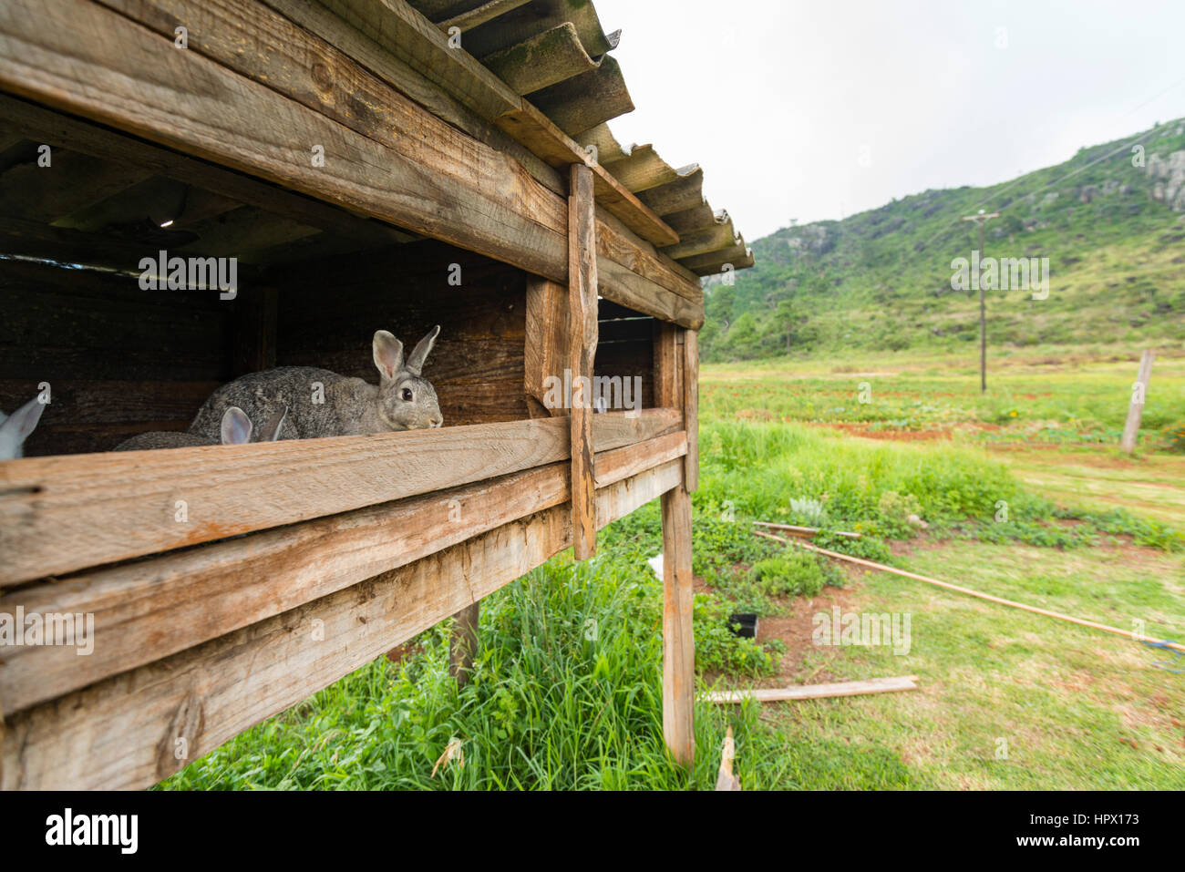 Rabbit breeders rabbit breeding hi-res stock photography and images - Alamy